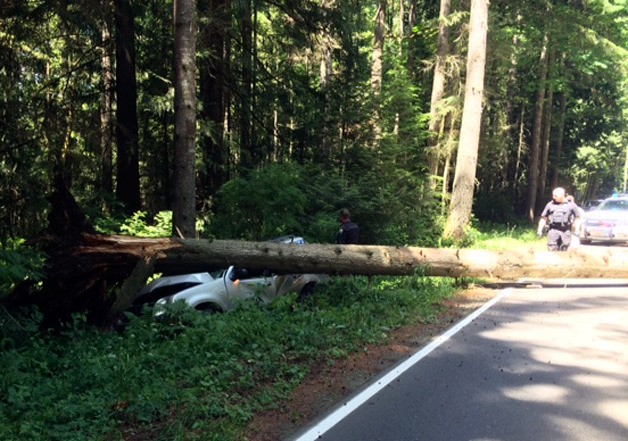 Car vs. tree on Totten Road | Kitsap Daily News