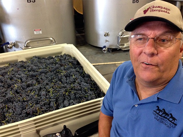Washington wine grape harvest begins | Kitsap Week | Kitsap Daily News