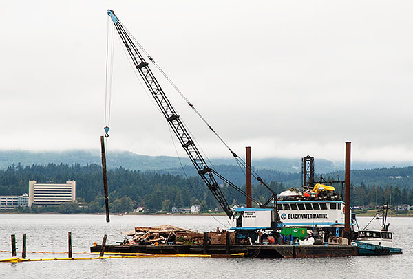Cleaning up creosote pilings | Kitsap Daily News