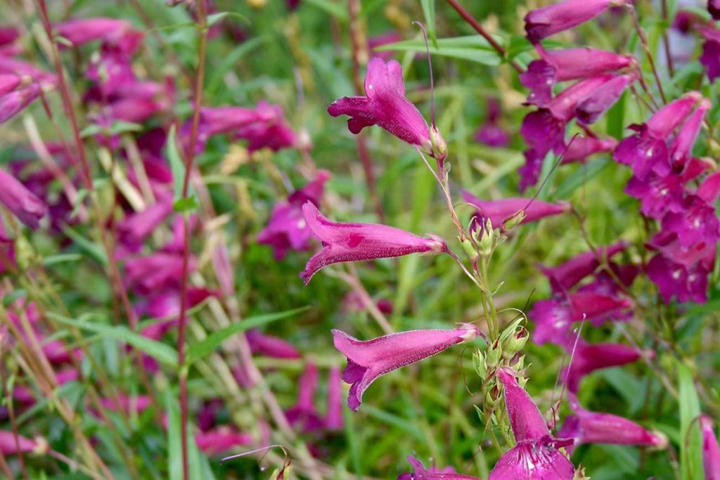 Penstemons: the showy native perennial| Garden Life | Kitsap Daily News