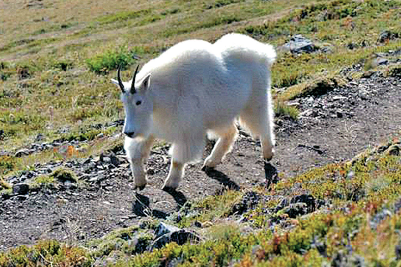 Olympic National Park issues draft mountain goat plan; options include ...