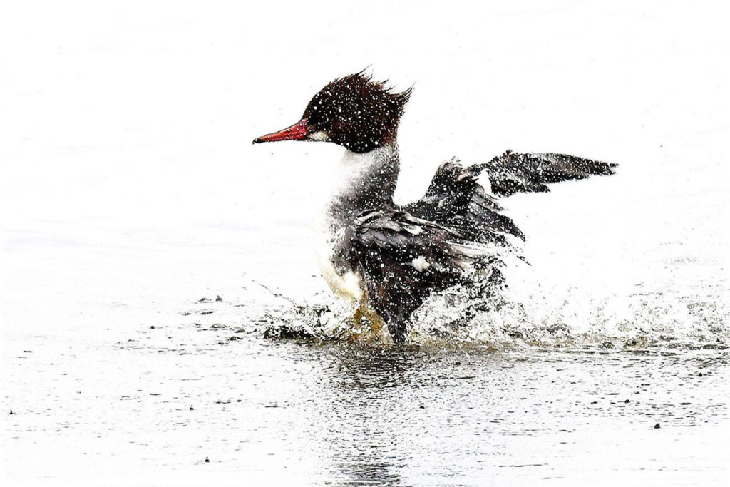 Splashdown! | Kitsap Daily News