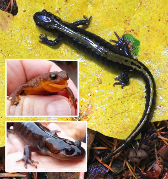 Salamanders: tiny creatures with a big impact | Kitsap Daily News