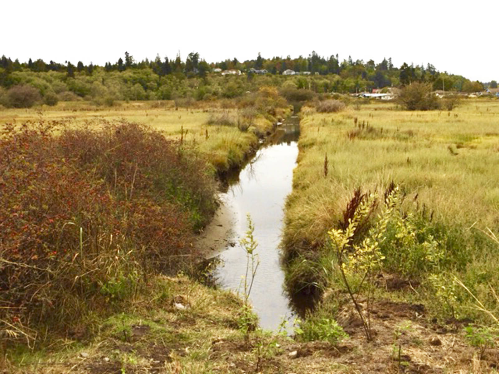 Point No Point wetland restoration plans stirring | Kitsap Daily News