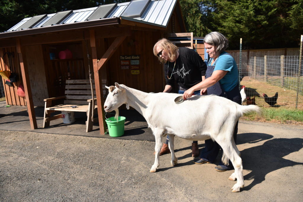 Relax with goats at this therapeutic farm | Kitsap Daily News