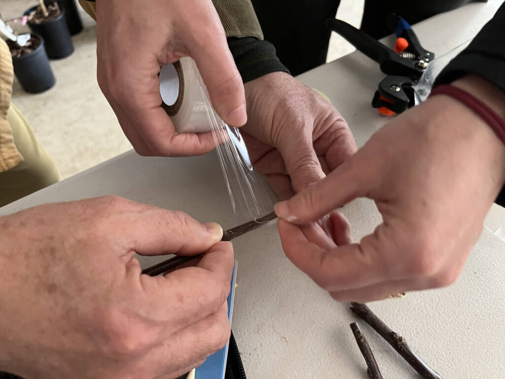 Grafting can revitalize trees in many different ways | Kitsap Daily News