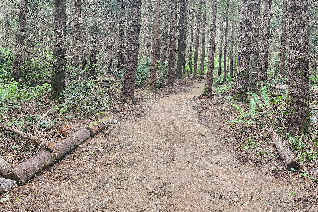 Array of paths at new Port Gamble trailhead | Kitsap Daily News