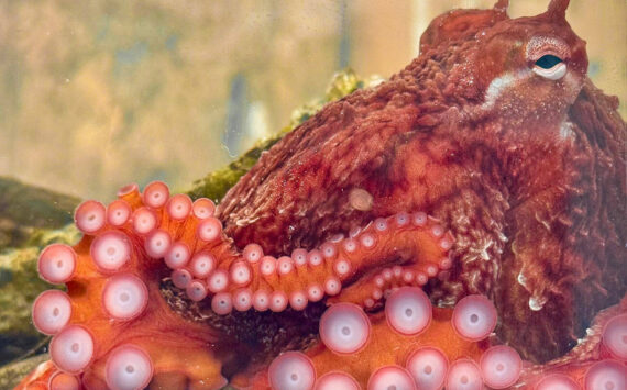 Navy’s new dry dock proposal includes demolishing welder shop | Kitsap ...