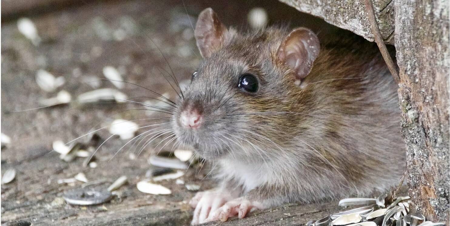 KPHD board approves new updates to rodent ordinance | Kitsap Daily News