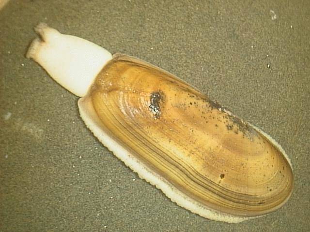 Bill could see razor clam recognized as Washington’s state clam ...