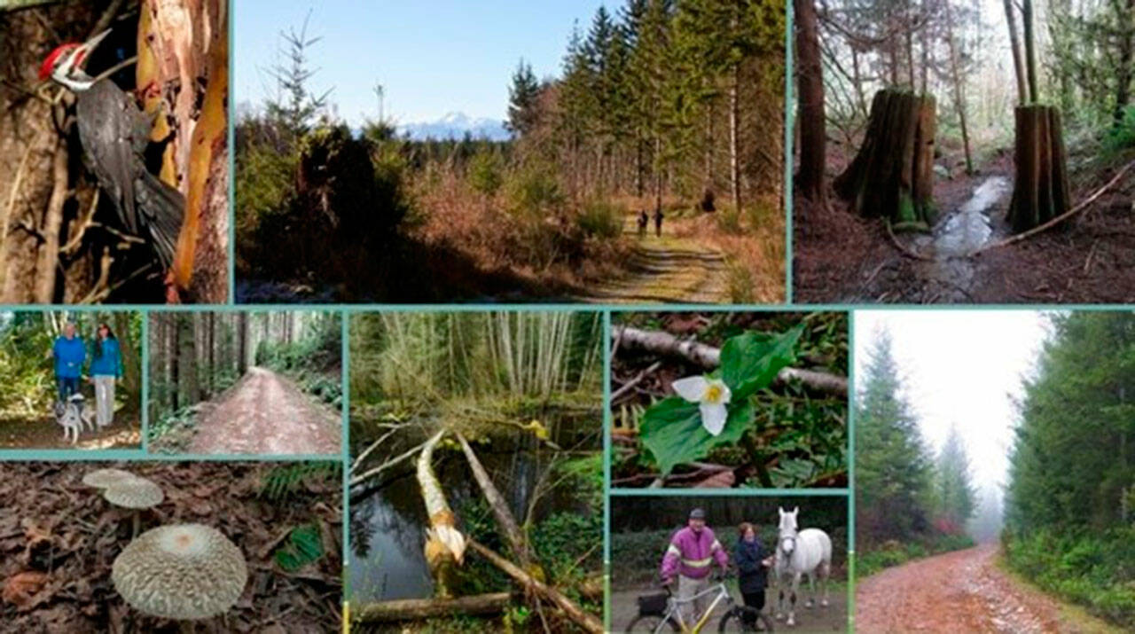 Port Gamble Heritage Park timber rights fundraiser underway | Kitsap ...