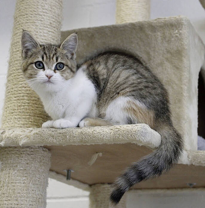 Community support helps local cat lounge become a reality | Kitsap ...