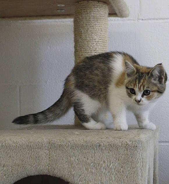 Community support helps local cat lounge become a reality | Kitsap ...