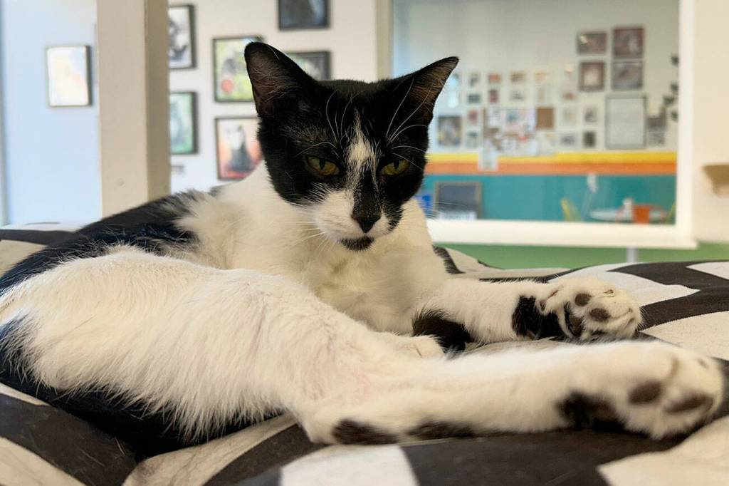 Community support helps local cat lounge become a reality | Kitsap ...