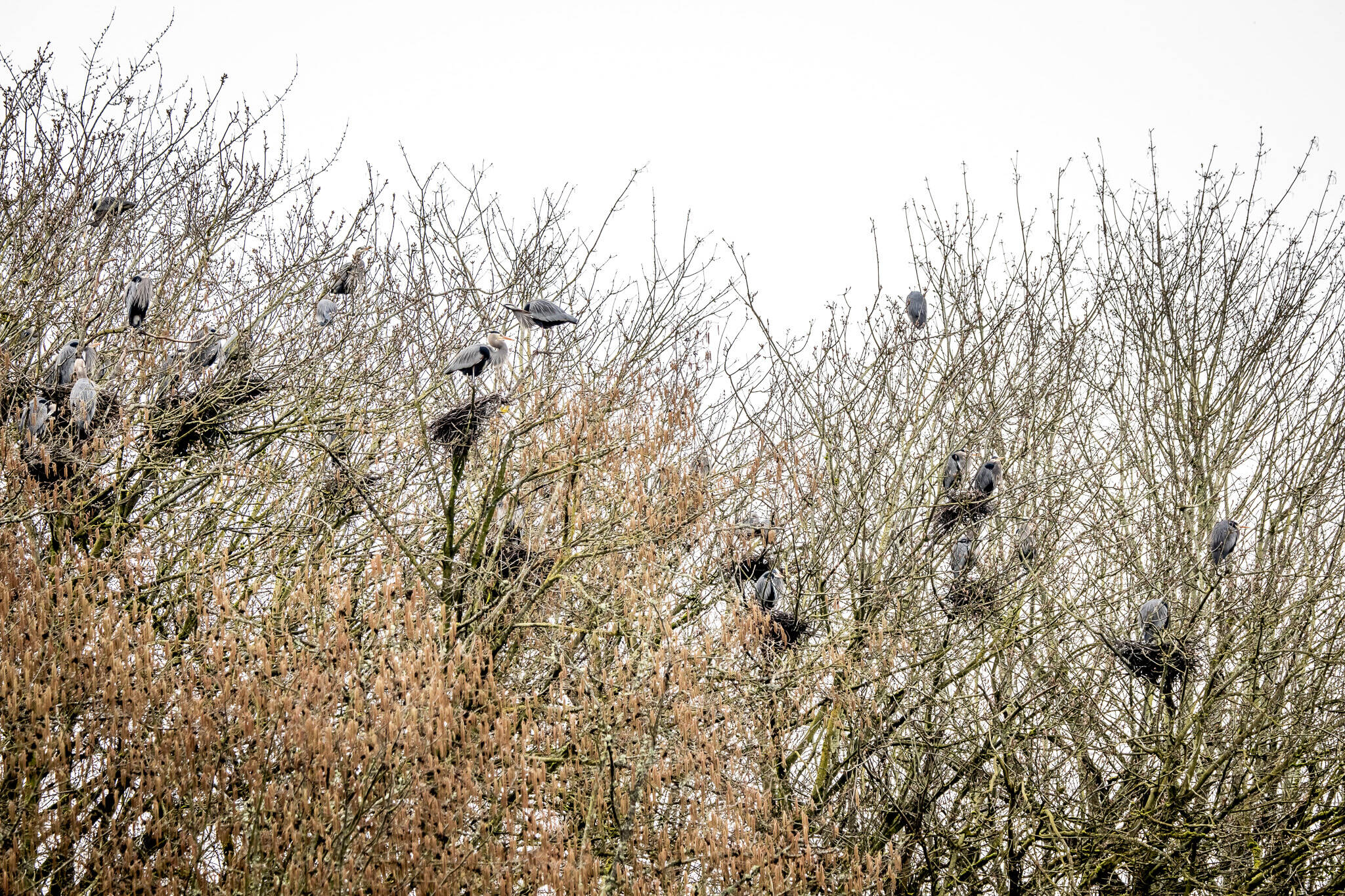 A sign of spring – Great Blue Heron colony back in Port Orchard ...